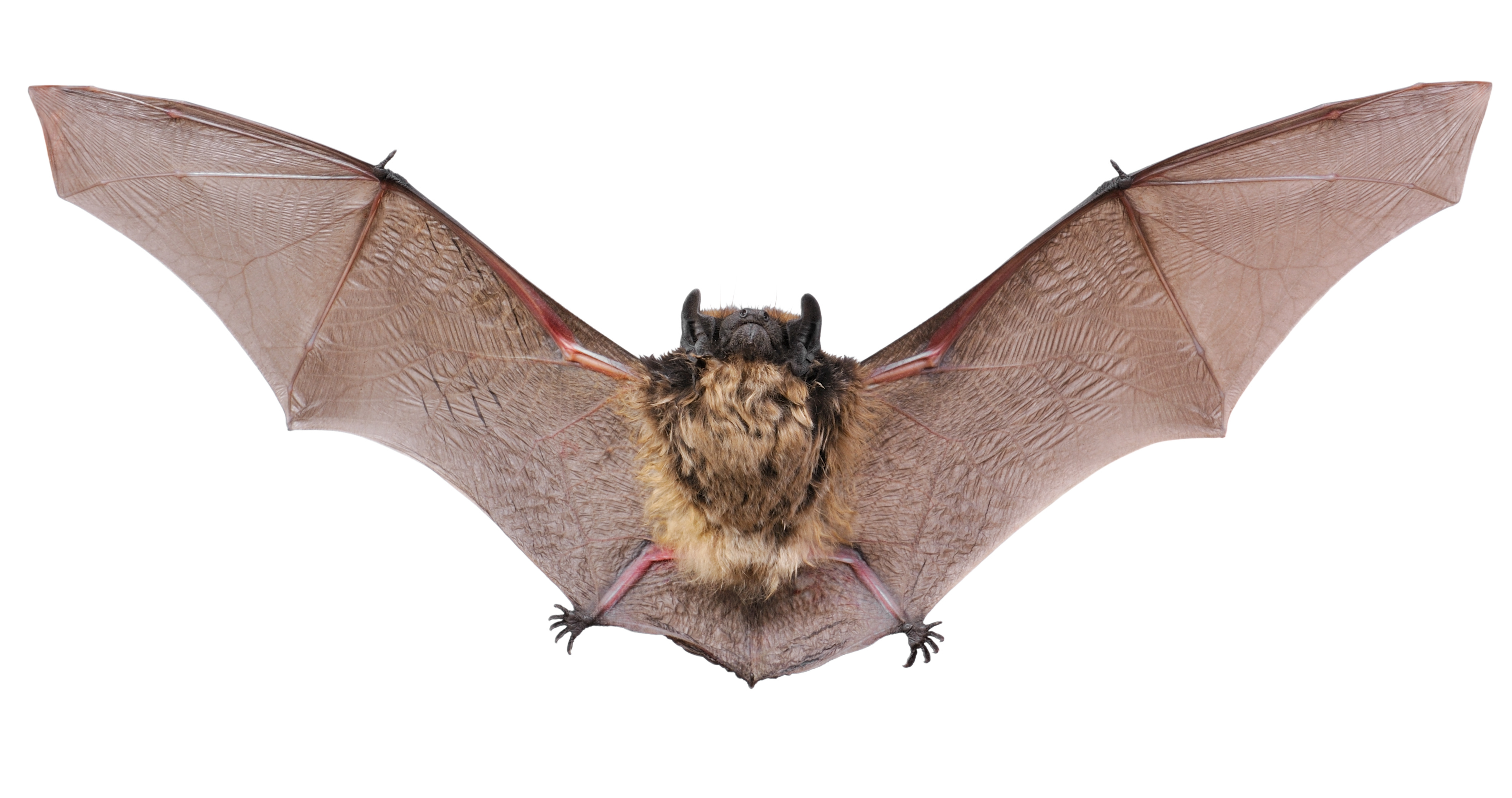 Bat Workshop Pt 3 Bat Detecting Along The Canal the Basics In